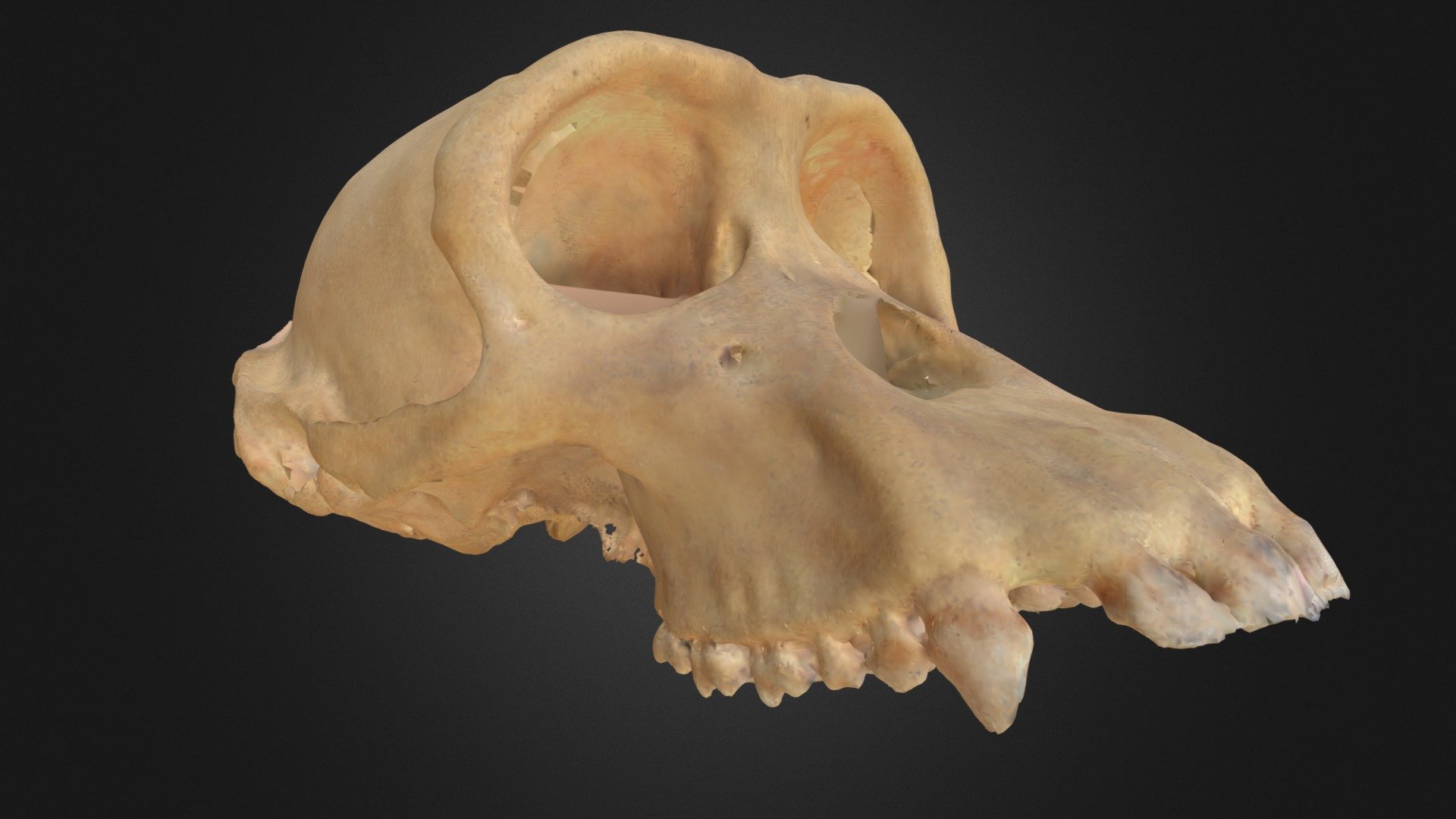Pan troglodytes, skull - 3D model by Museu de Ciències Naturals de ...