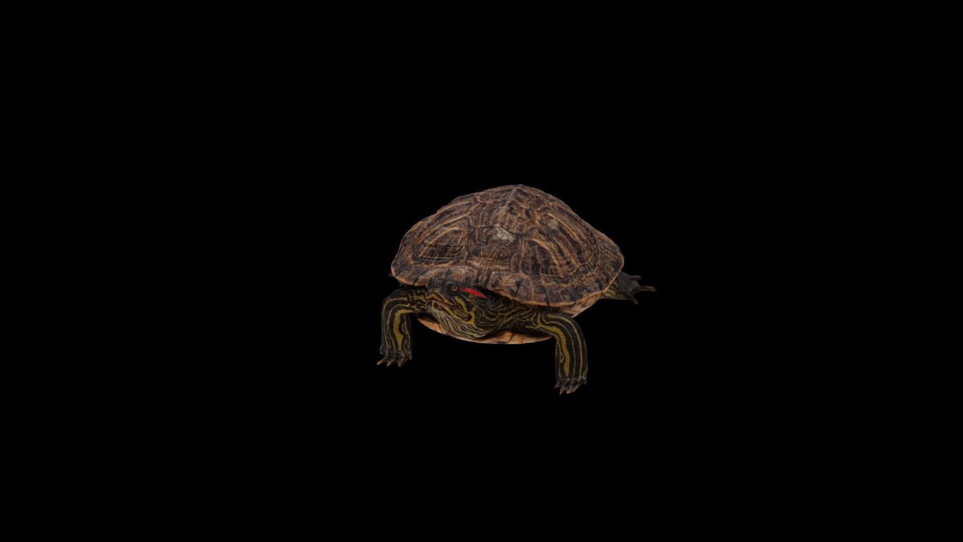 Trachemys scripta - 3D model by PDVert [6eccf94] - Sketchfab