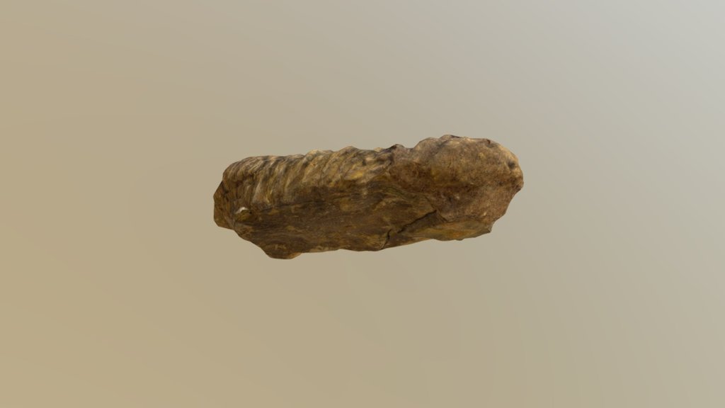 Trilobite fossil scan - 3D model by cabooes [6ecd178] - Sketchfab