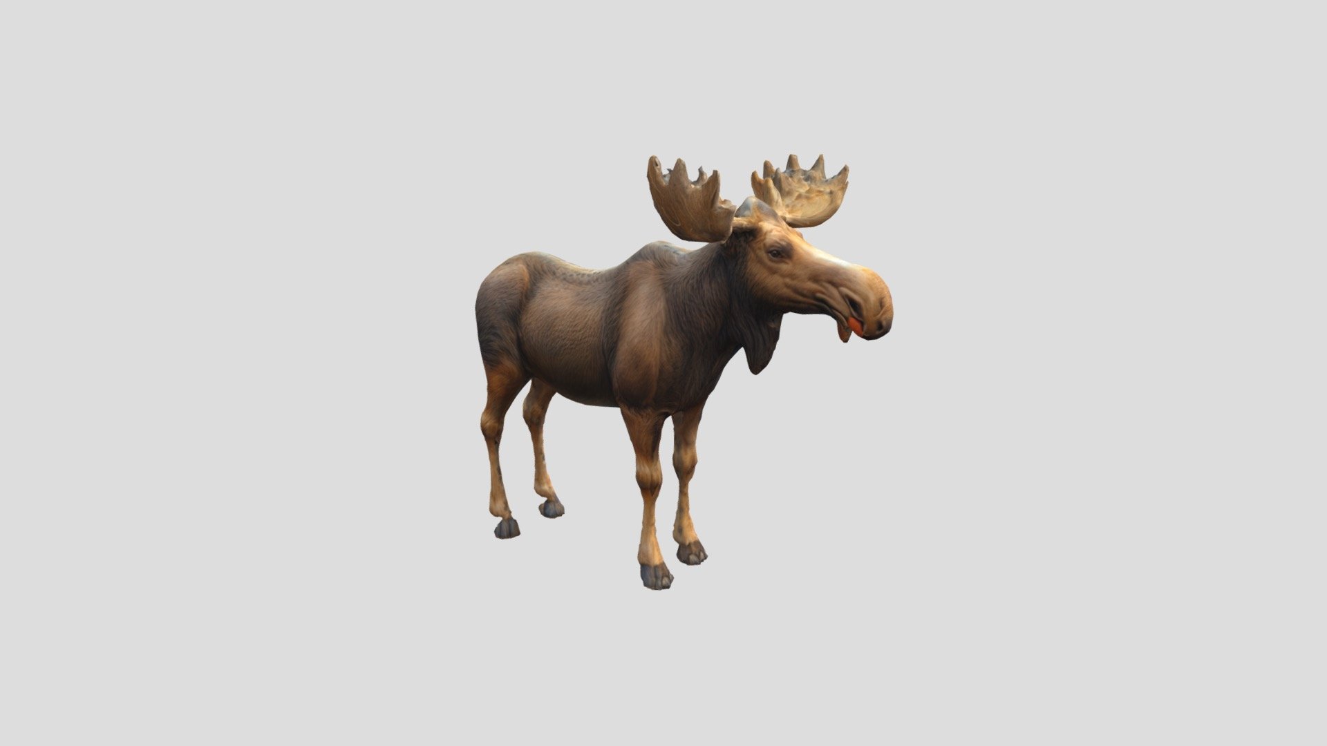 Moose - Download Free 3D model by kingmoon3D [6ecd562] - Sketchfab