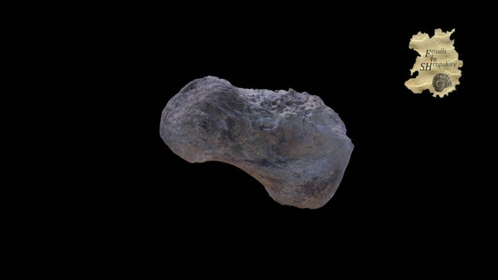 Pisiform 3D models - Sketchfab