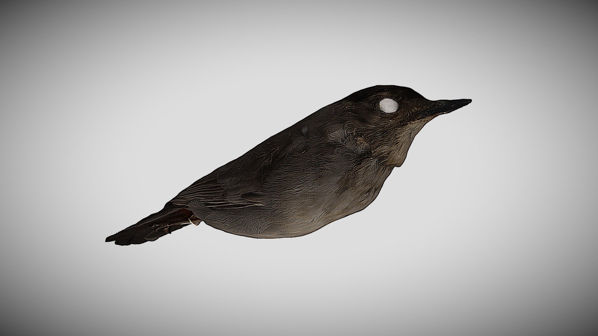 Bird 1 (photogrammetry) - Download Free 3D model by Boston College ...