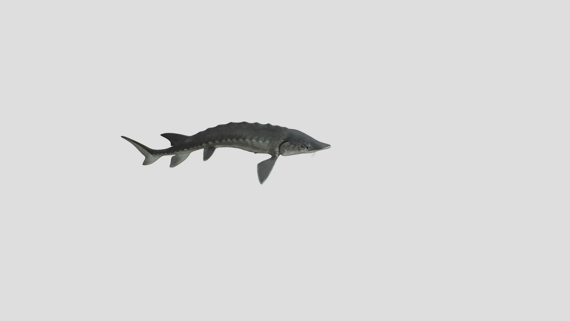 Model_66A_-_Atlantic_Sturgeon (1) - 3D model by mairooootje [6ee2374 ...