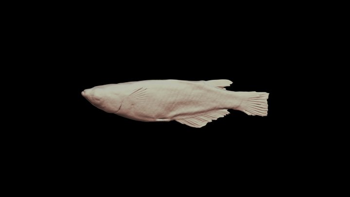 Medaka 3D models - Sketchfab