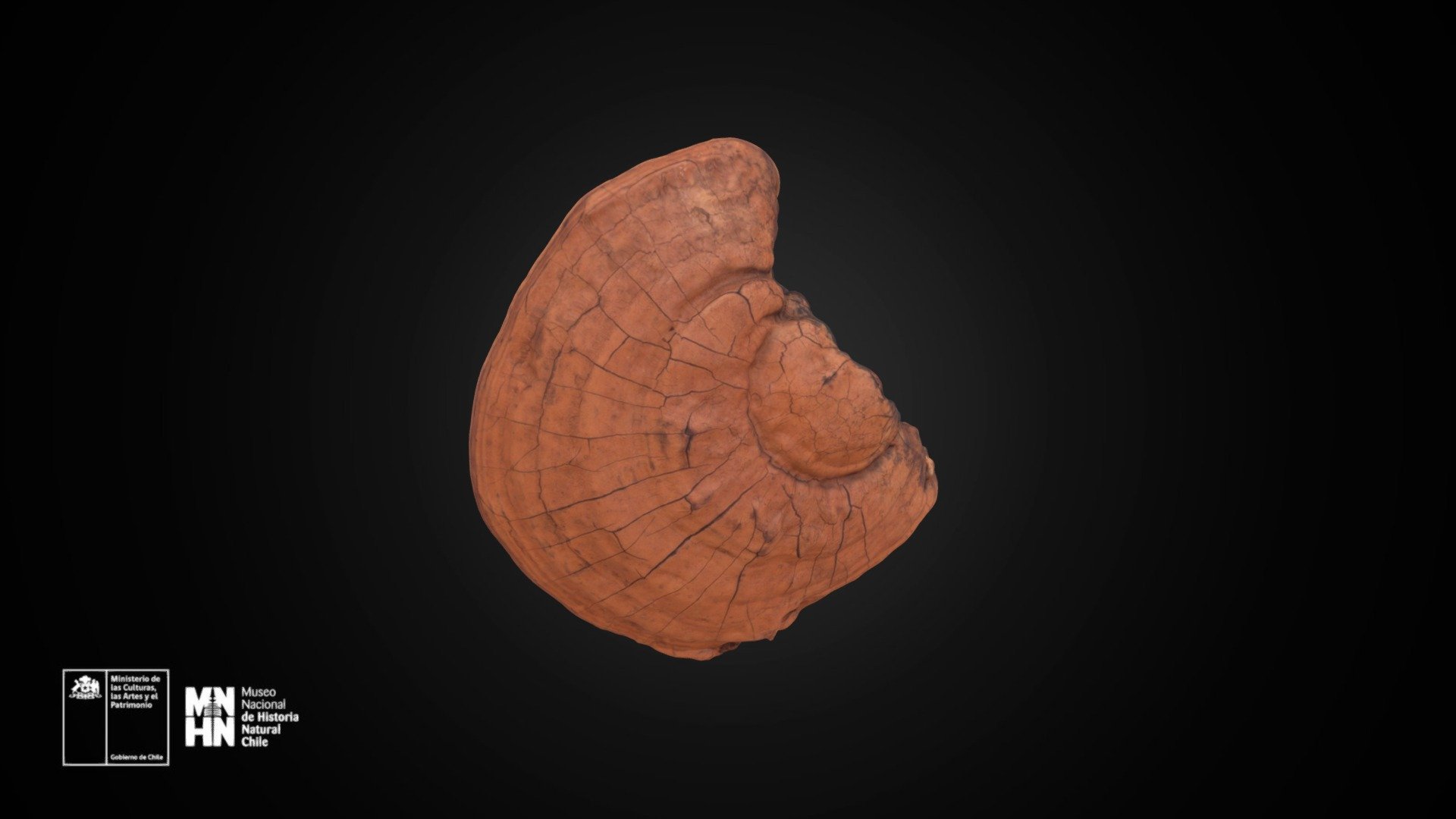 Fomes applanatus (Pers ex Wallr.) Gill. (*) - Download Free 3D model by ...