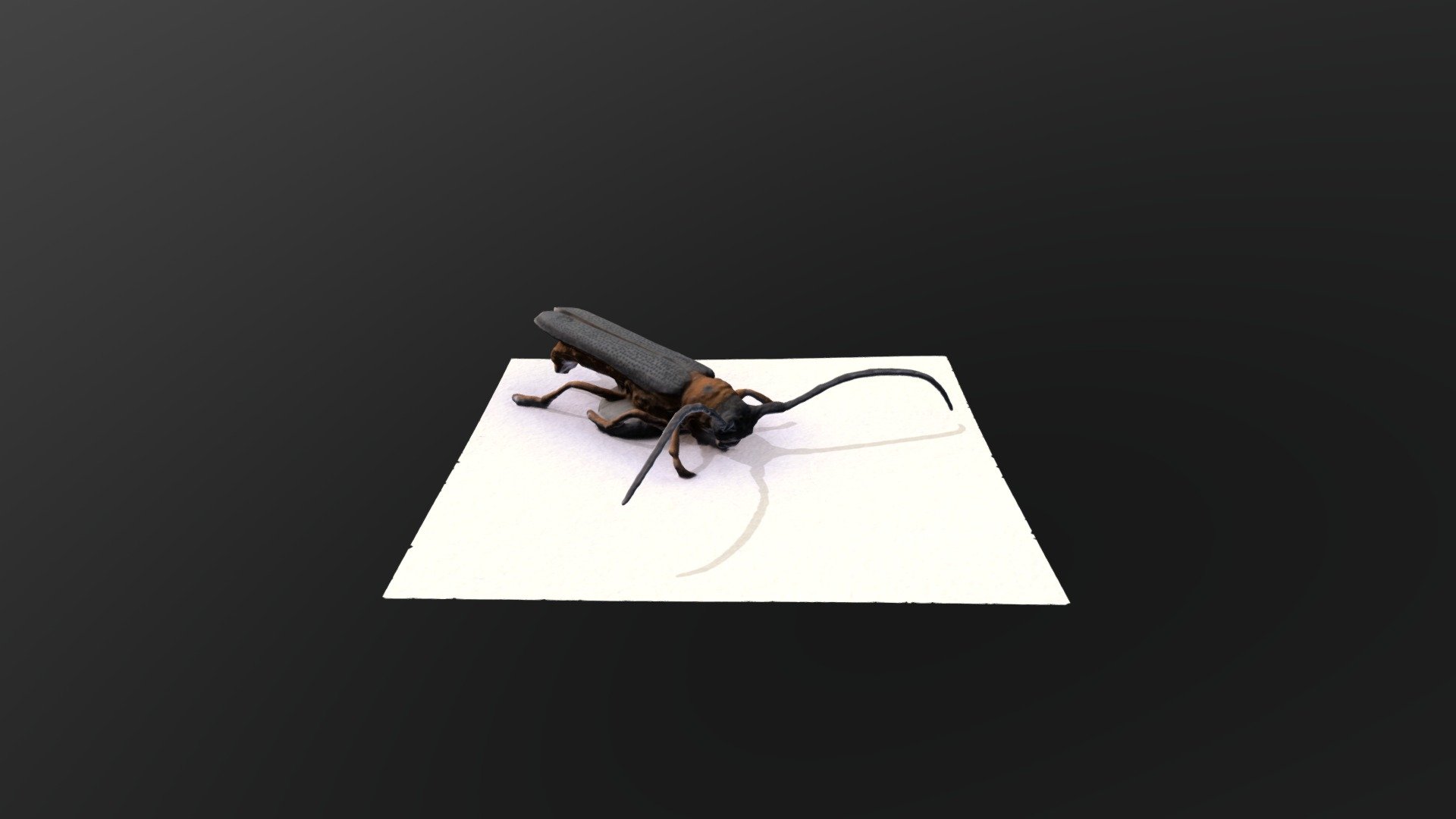 Bug - Download Free 3D model by AndreasHochuli (@Andreas1206) [6eefe9f ...