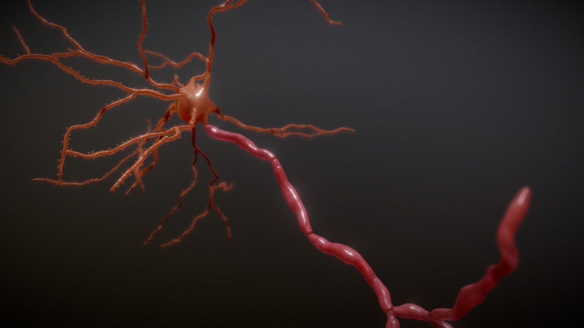 Stellate Neuron Example 1 - 3D model by PIExr [6ef85cb] - Sketchfab