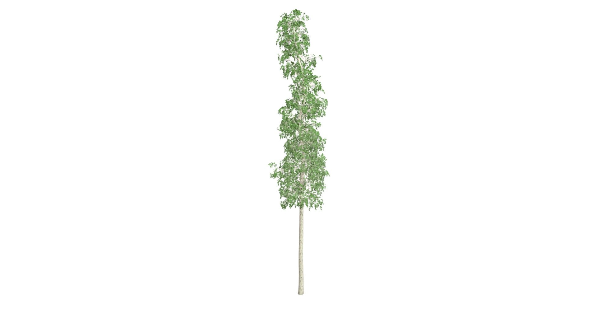 European Aspen Tree #07 - Buy Royalty Free 3D model by meshshape ...