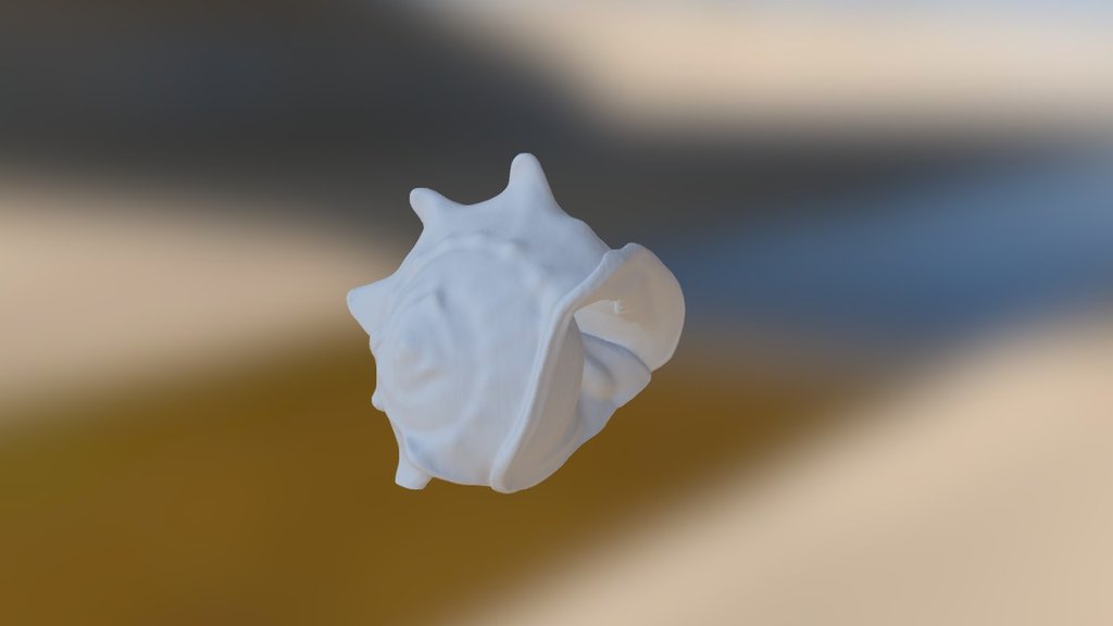 Conch - 3D model by bentmatt [6efa860] - Sketchfab