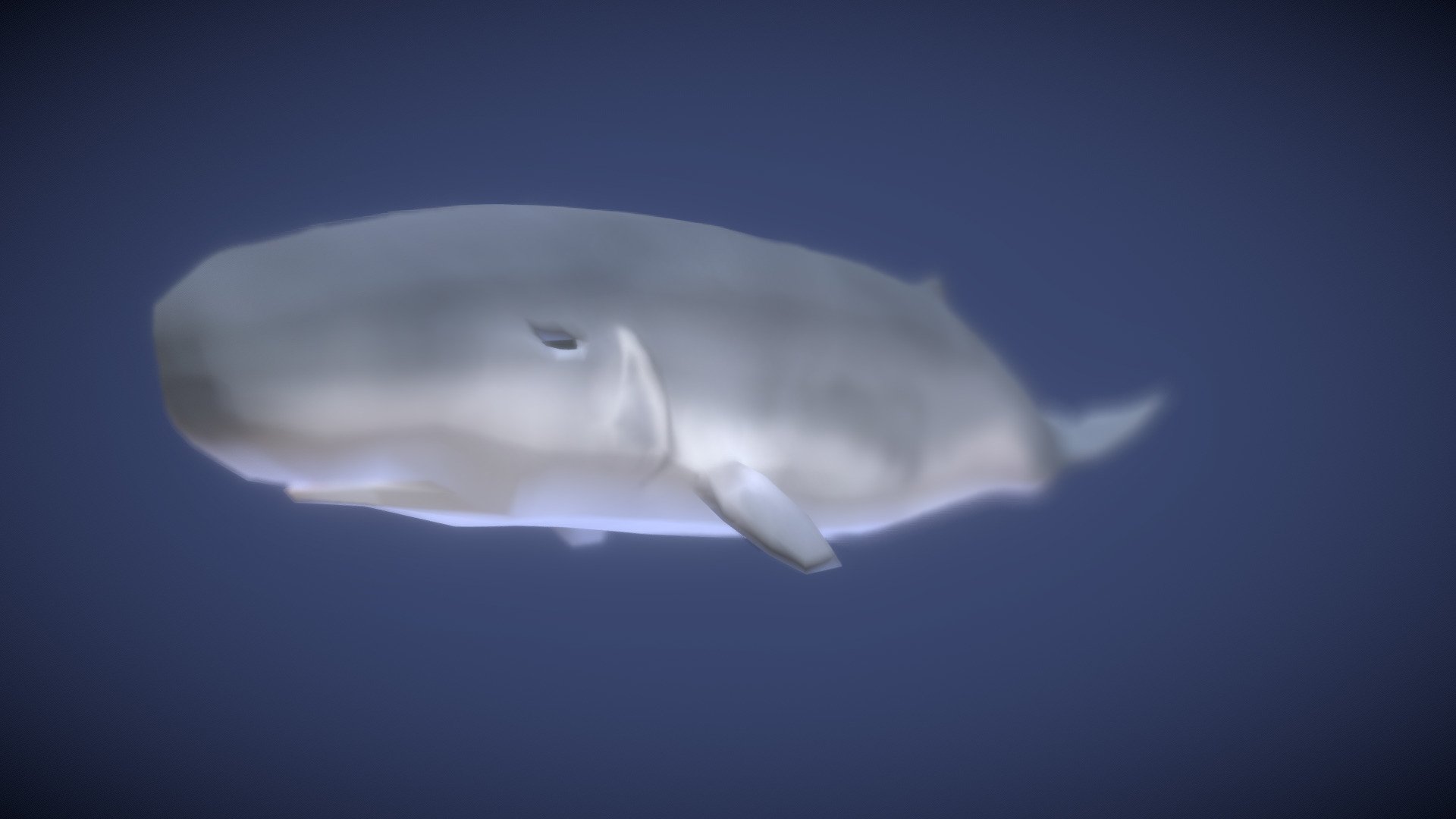 Pygmy Sperm Whale - 3D model by CatfishYAY [6efcce0] - Sketchfab