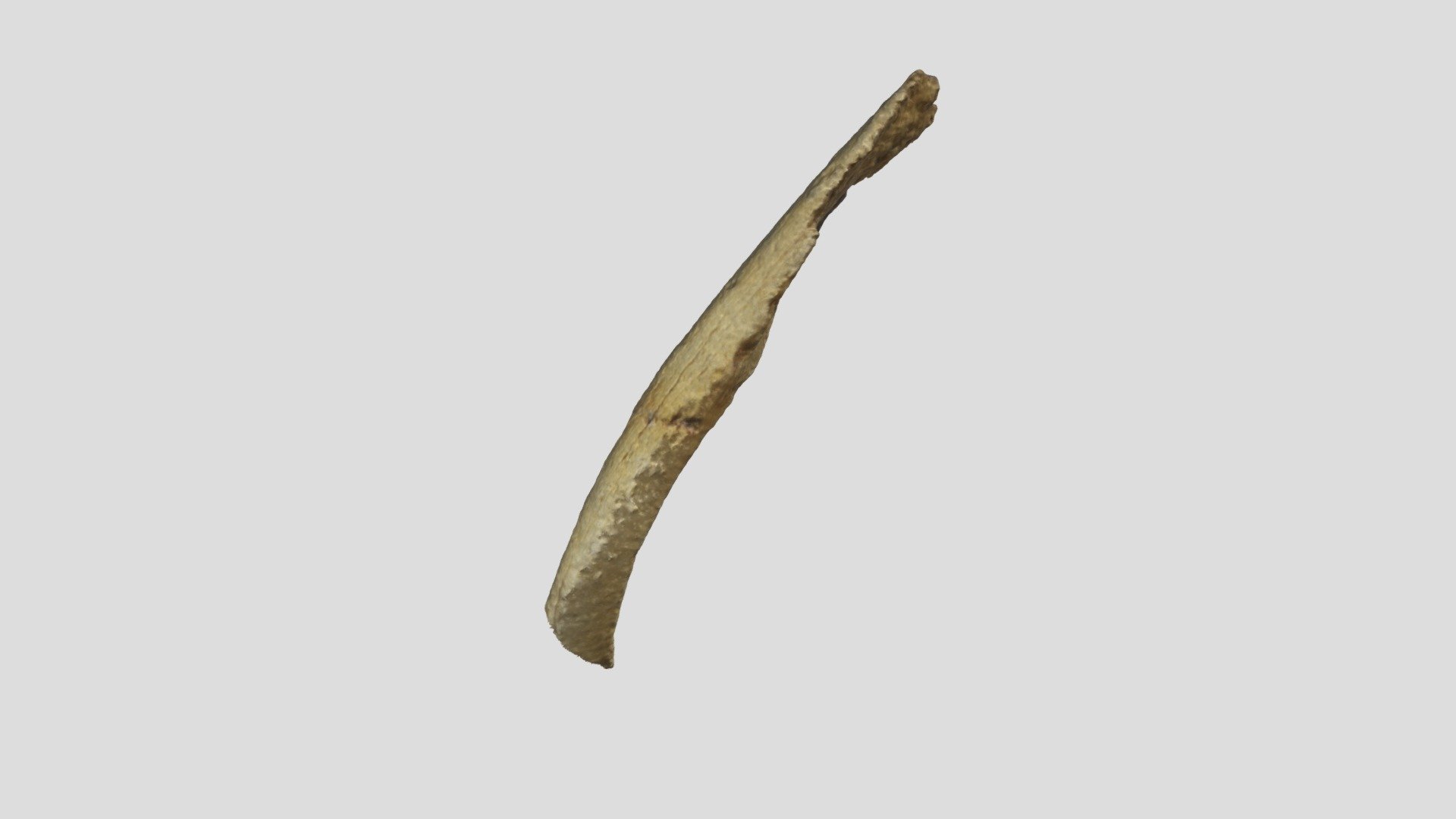 bone3_2 (1) - 3D model by wkoroy [6f01910] - Sketchfab