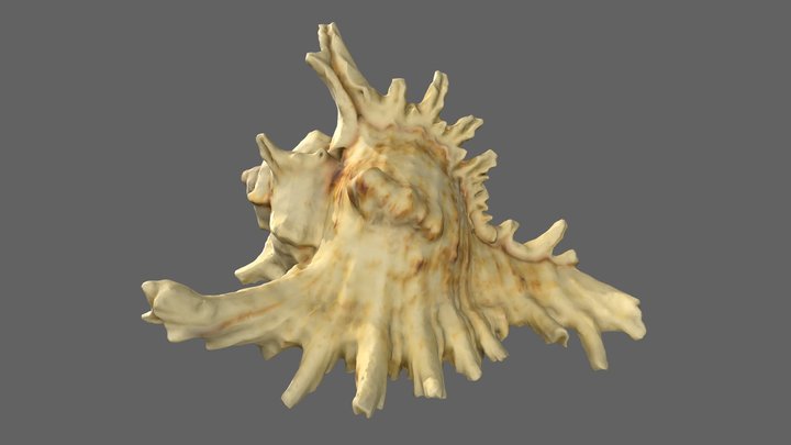 Seashell 3D models - Sketchfab