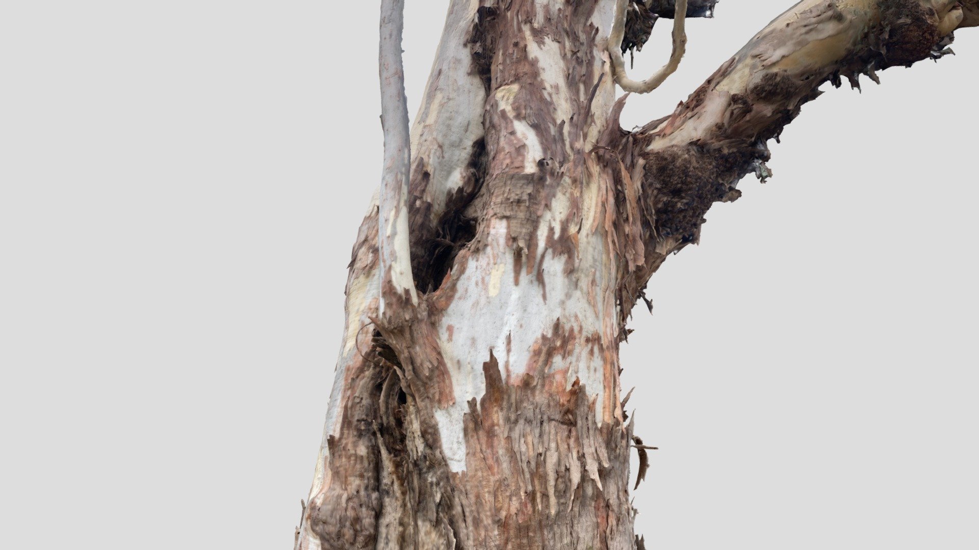 Giant Gum Tree - Download Free 3D model by MattMakesSwords - Scans ...