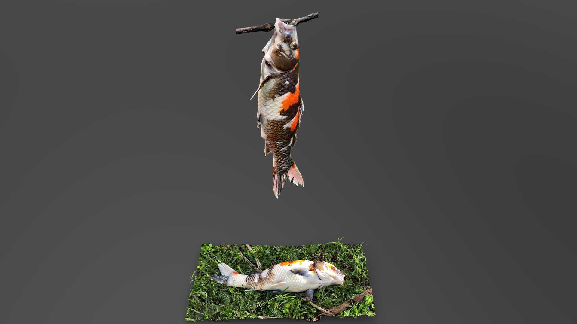Showa Sanshoku Japanese Koi (Scaniverse LIDAR) - Download Free 3D model ...
