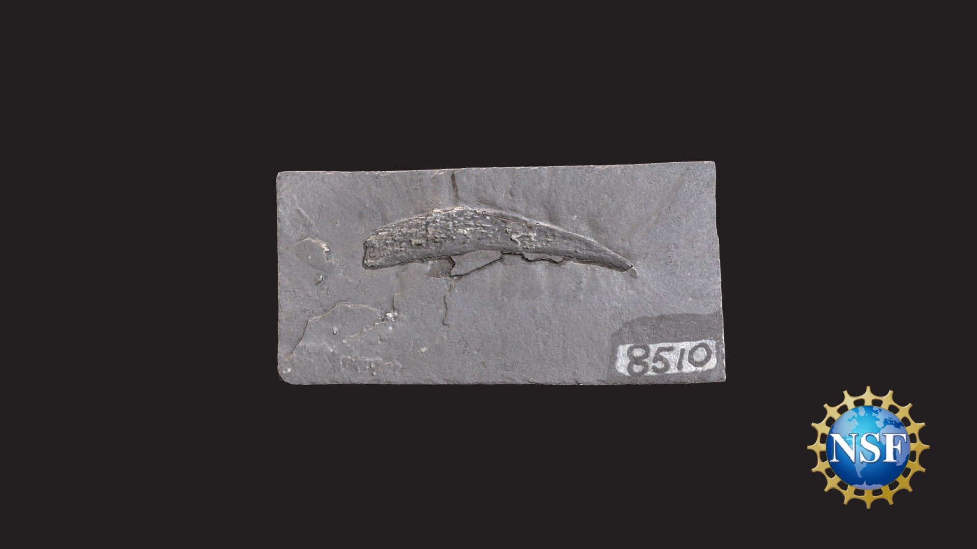 CMNH 8510 Micro Arthrodire Infragnathal - 3D model by Cleveland Museum ...