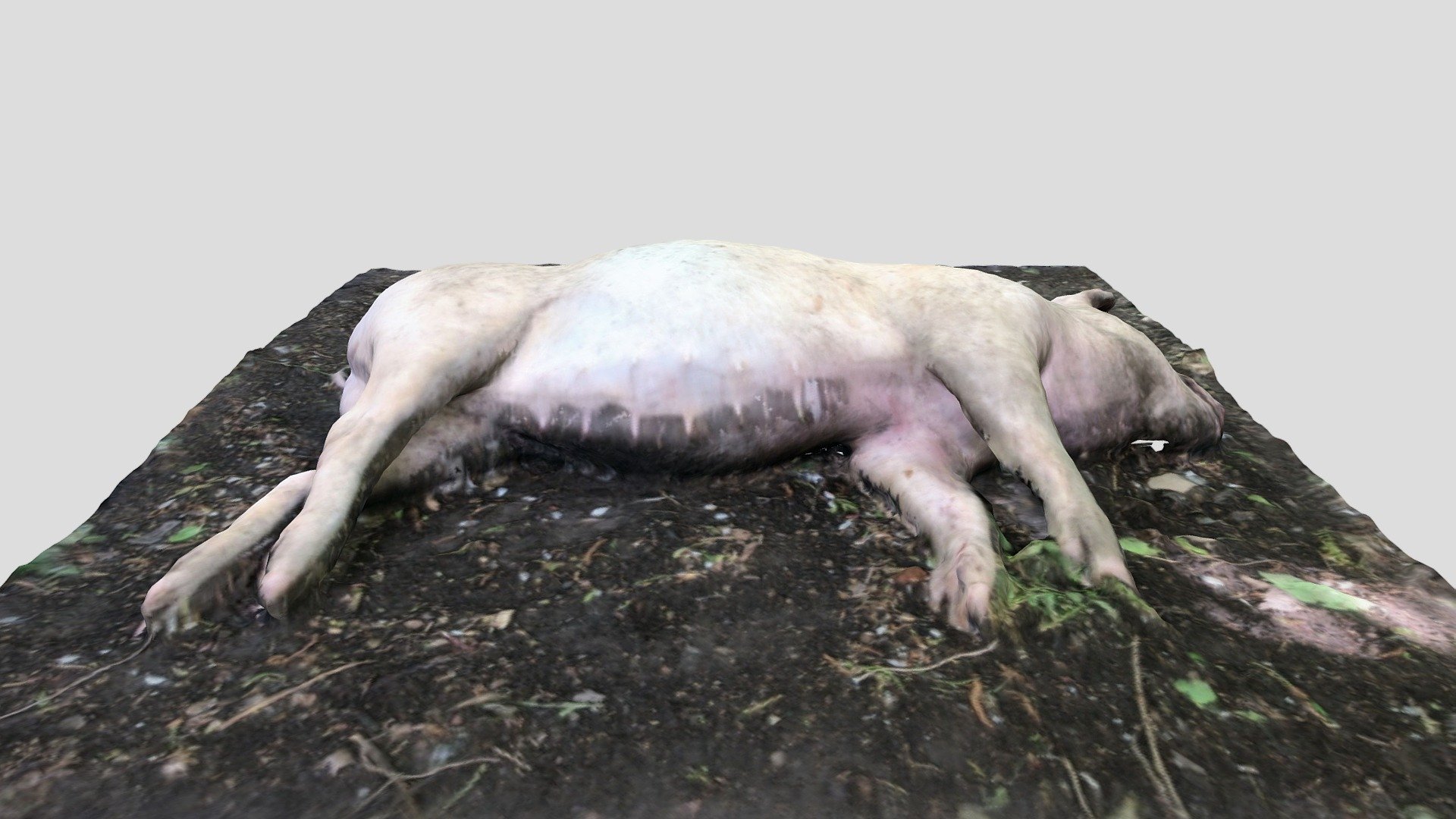 Pig 7 - Bay 5 12/05/2021 - 3D model by Decompanion [6f13409] - Sketchfab