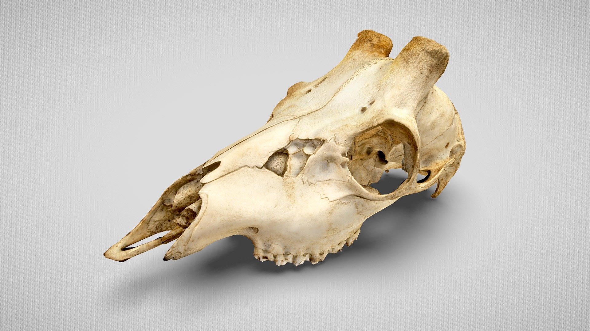 Roe Deer Skull | Low Poly - Buy Royalty Free 3D model by Nick Mason ...