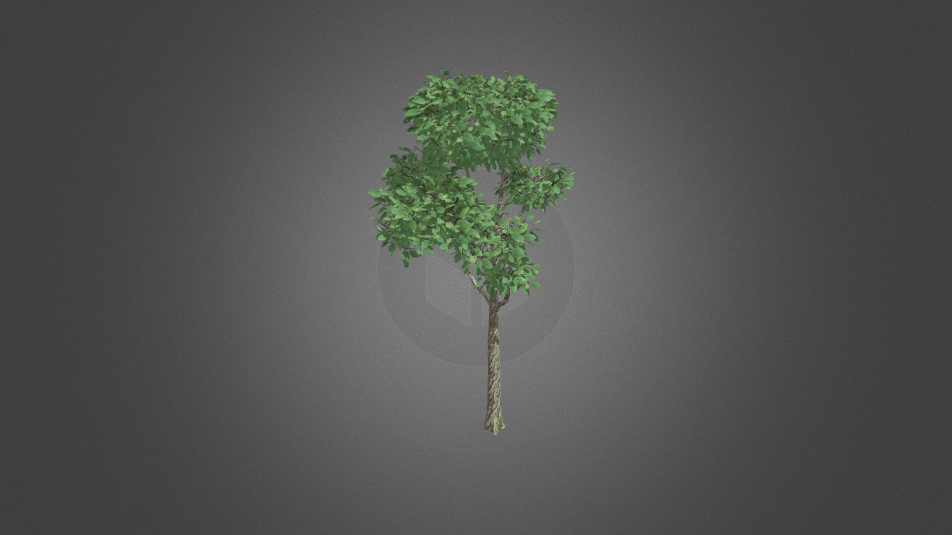 tree plant - Buy Royalty Free 3D model by misitewang [6f1ec2e ...