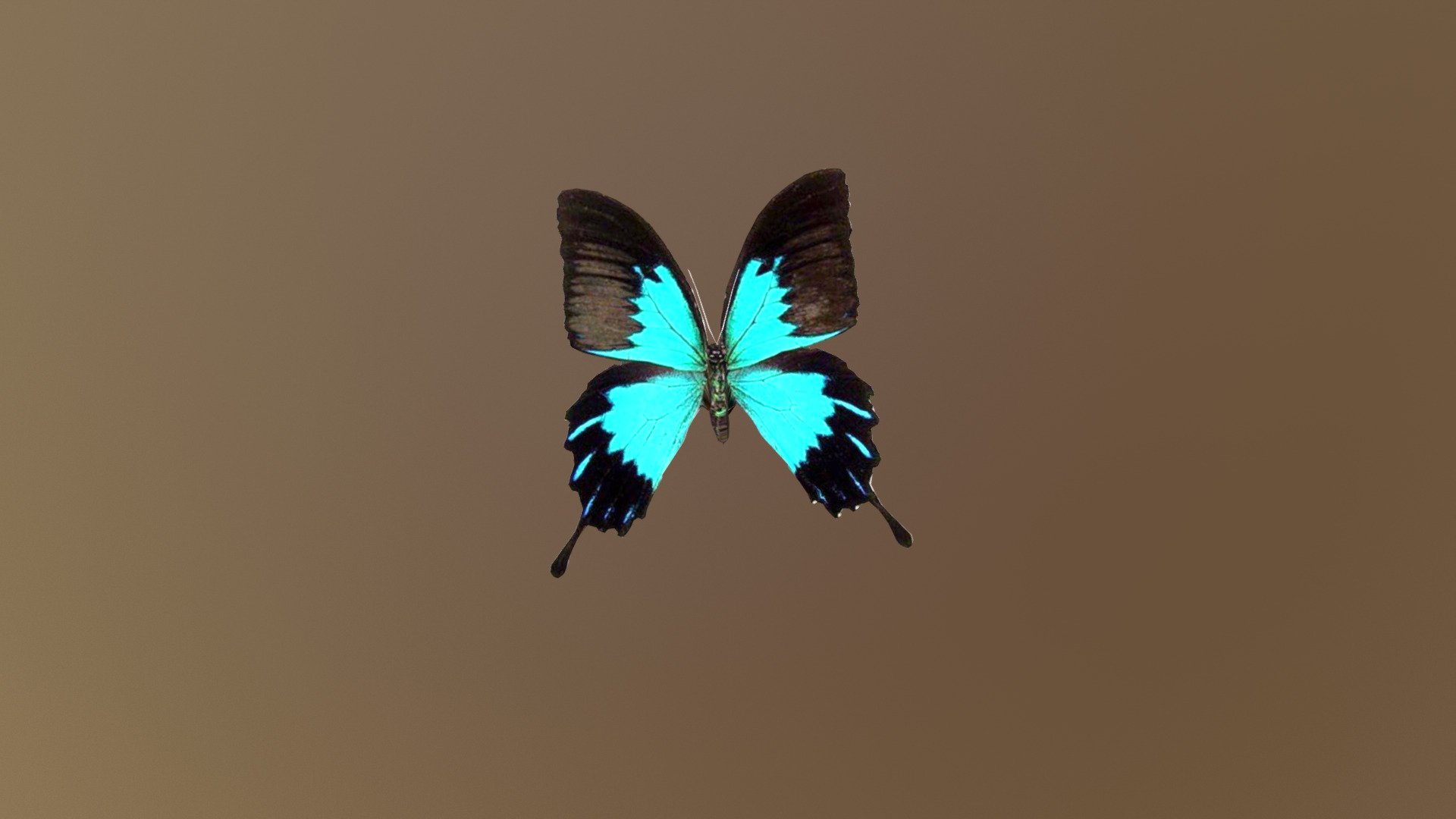 Animated Butterfly - 3D model by carter111 [6f21771] - Sketchfab
