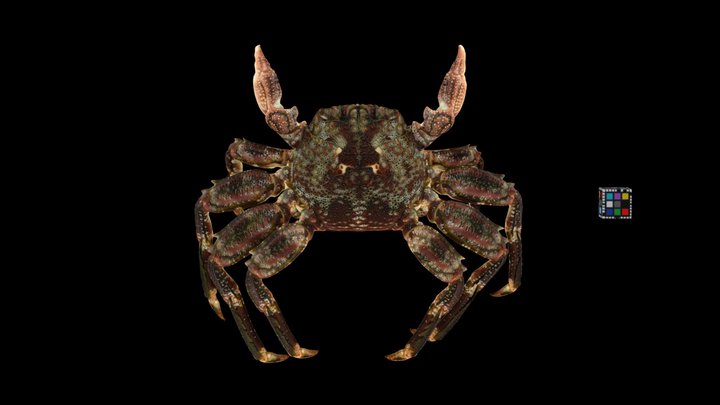 Scaly 3D models - Sketchfab