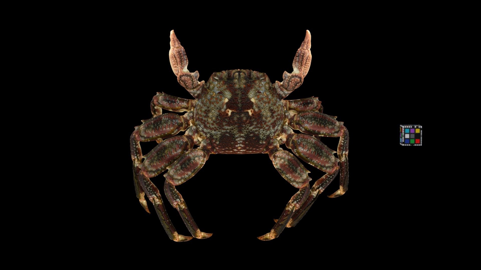 イボショウジンガニ ♂ Scaly Rock Crab, Plagusia squamosa - Download Free 3D model ...