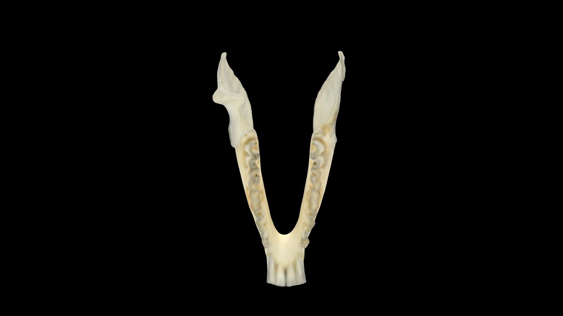 Hyrax Mandible - 3D model by CAPHIL [6f317f0] - Sketchfab
