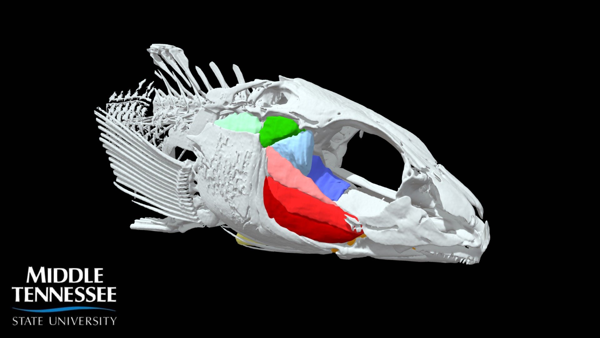 Logperch (Percina caprodes) + cranial muscles - Download Free 3D model ...