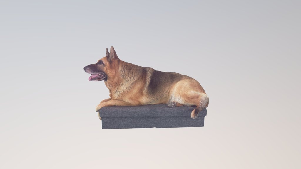 Canids - A 3D model collection by UrbanCoyote (@canis-ferox) - Sketchfab