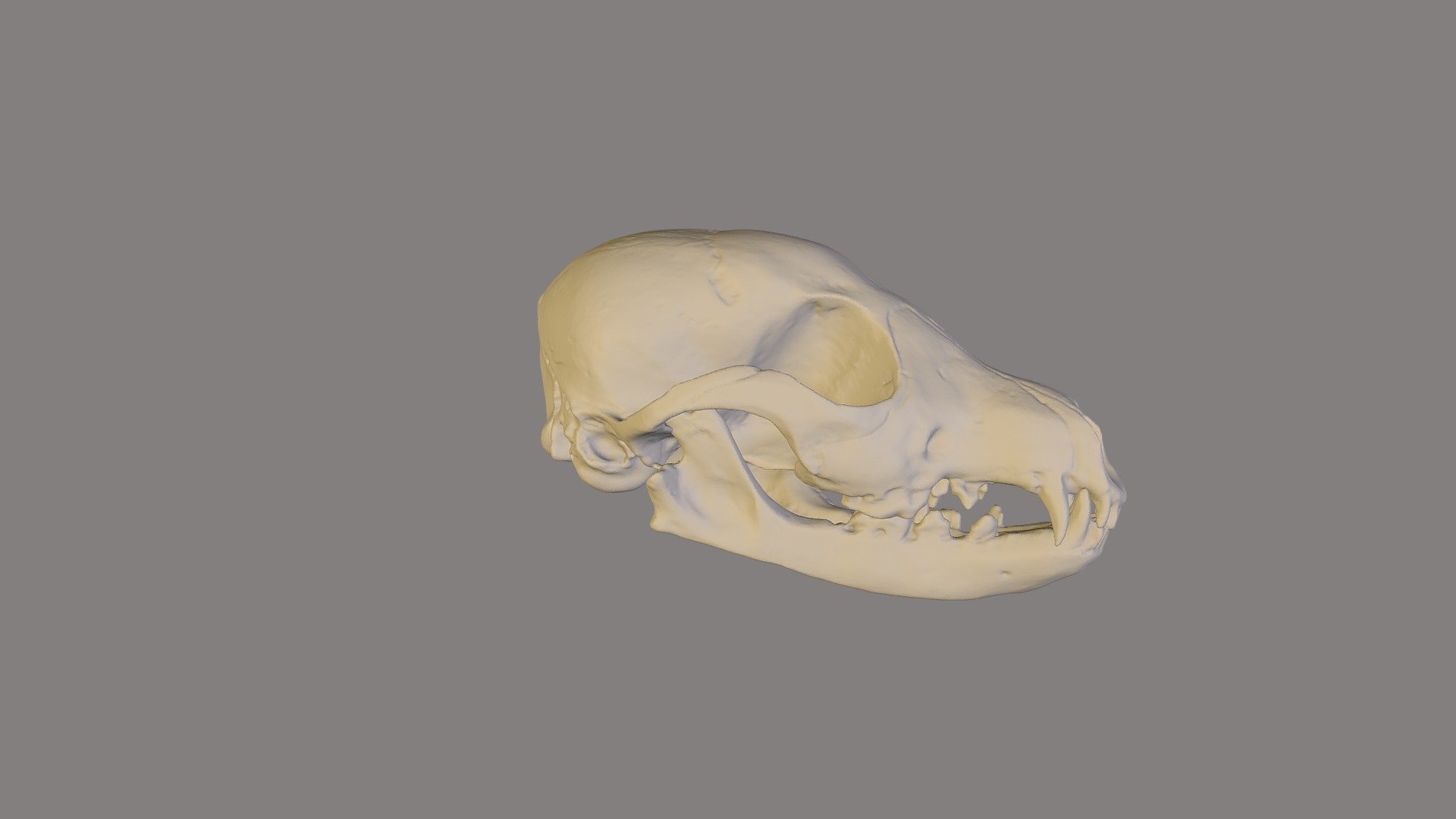 Fox Cub Skull - 3D model by Npulford [6f331c6] - Sketchfab