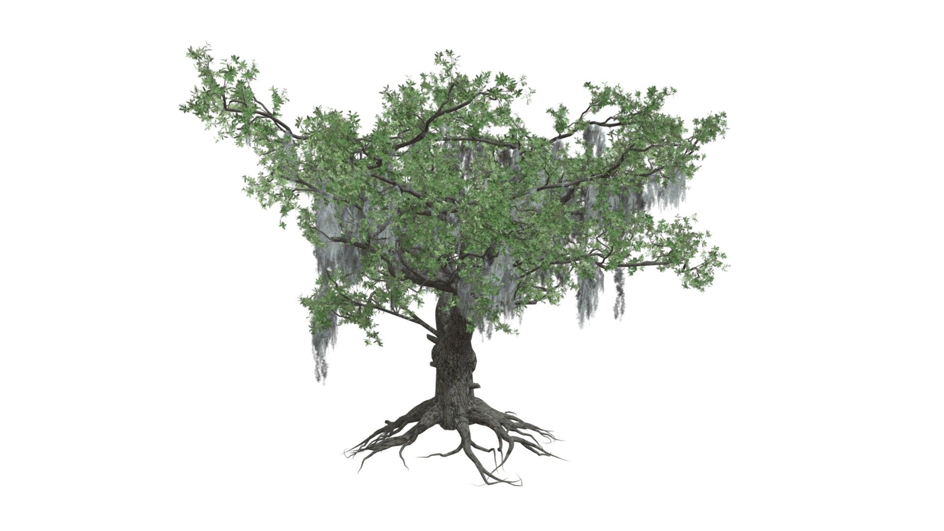 Live Oak Tree #09 - Buy Royalty Free 3D model by meshshape [6f395ba ...