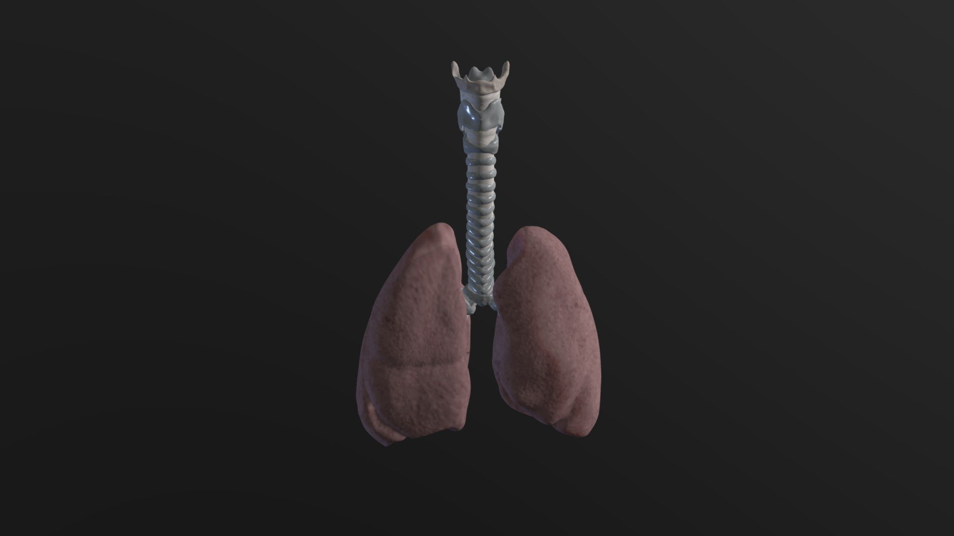 Respiratory System - 3D model by chelseycrile [6f3b5b7] - Sketchfab