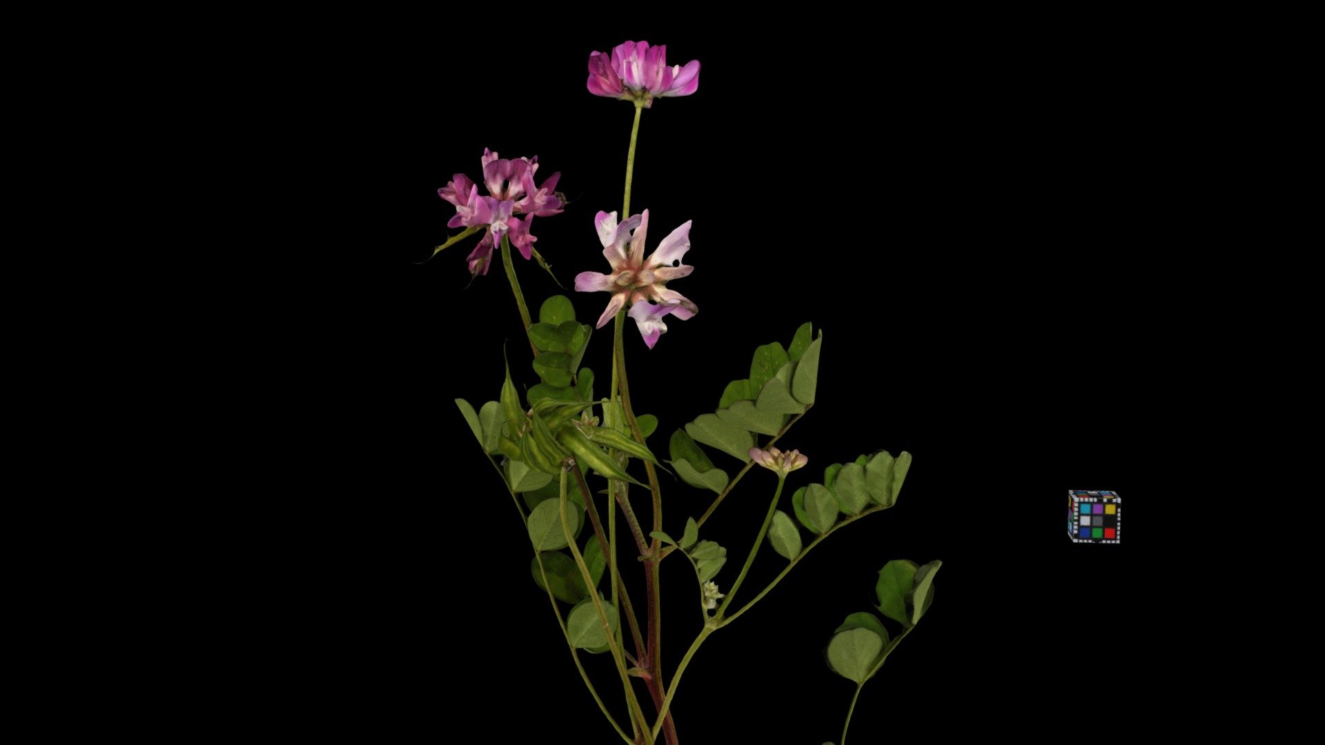 CC0 ゲンゲ Chinese Milk Vetch, Astragalus sinicus - Download Free 3D model ...