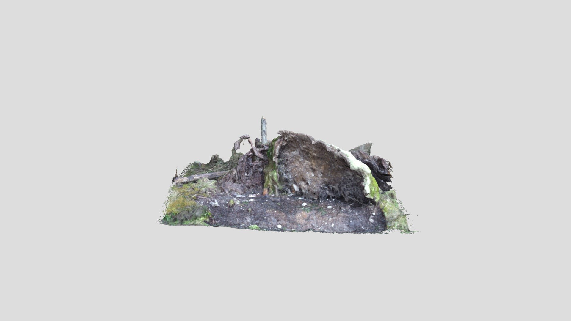 Conifer - root plate - 3D model by Aaron J Neill (@AaronHydro) [6f4a8d6 ...