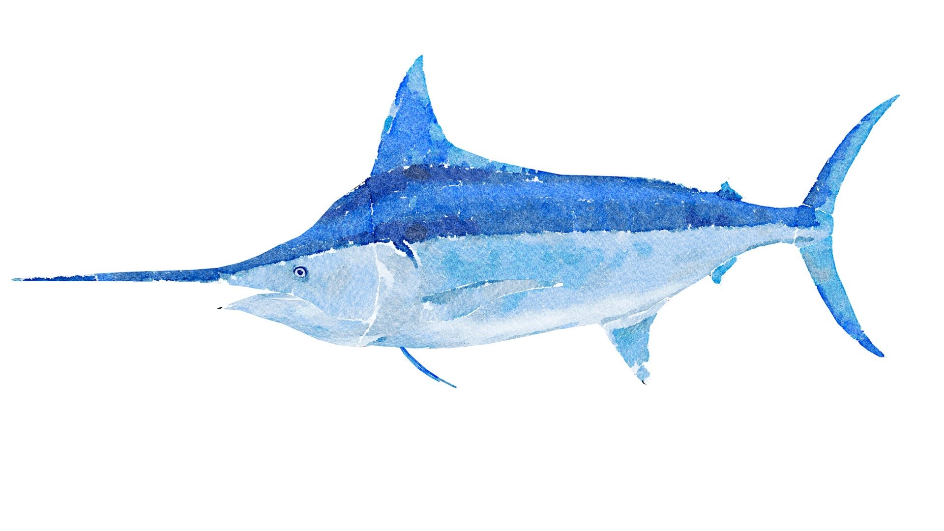 Blue Marlin illustration - 3D model by josluat91 [6f4e865] - Sketchfab