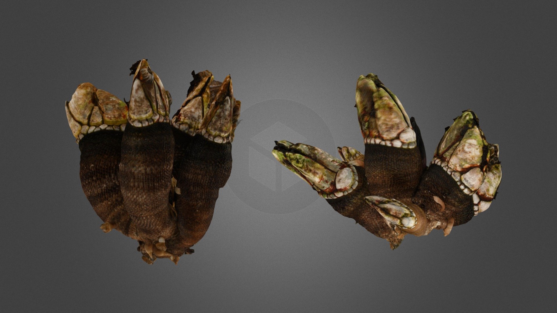 カメノテ Goose Barnacle, Capitulum mitella - 3D model by ffish.asia ...