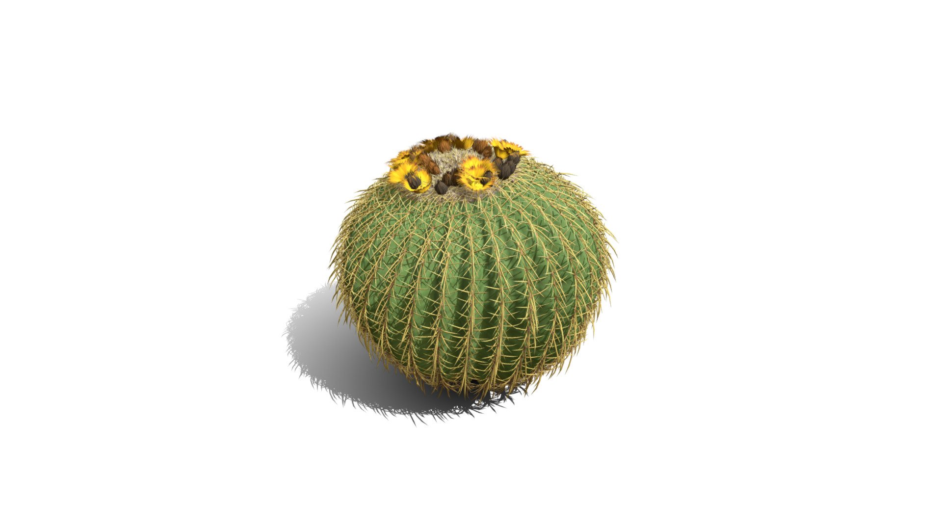 Realistic HD Golden barrel cactus (13/30) - Download Free 3D model by ...
