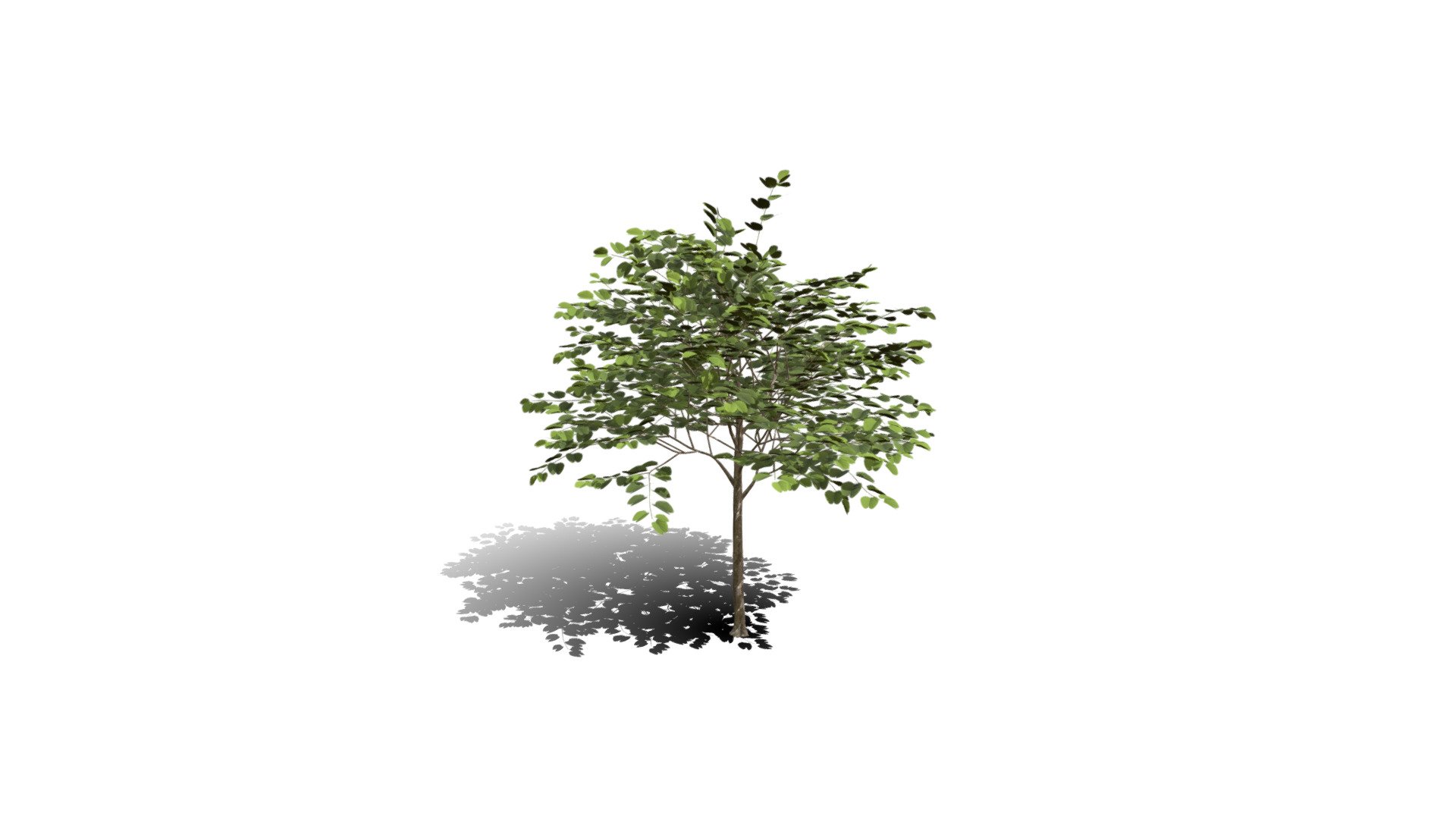 Realistic HD Hong Kong orchid tree (21/40) - Download Free 3D model by ...
