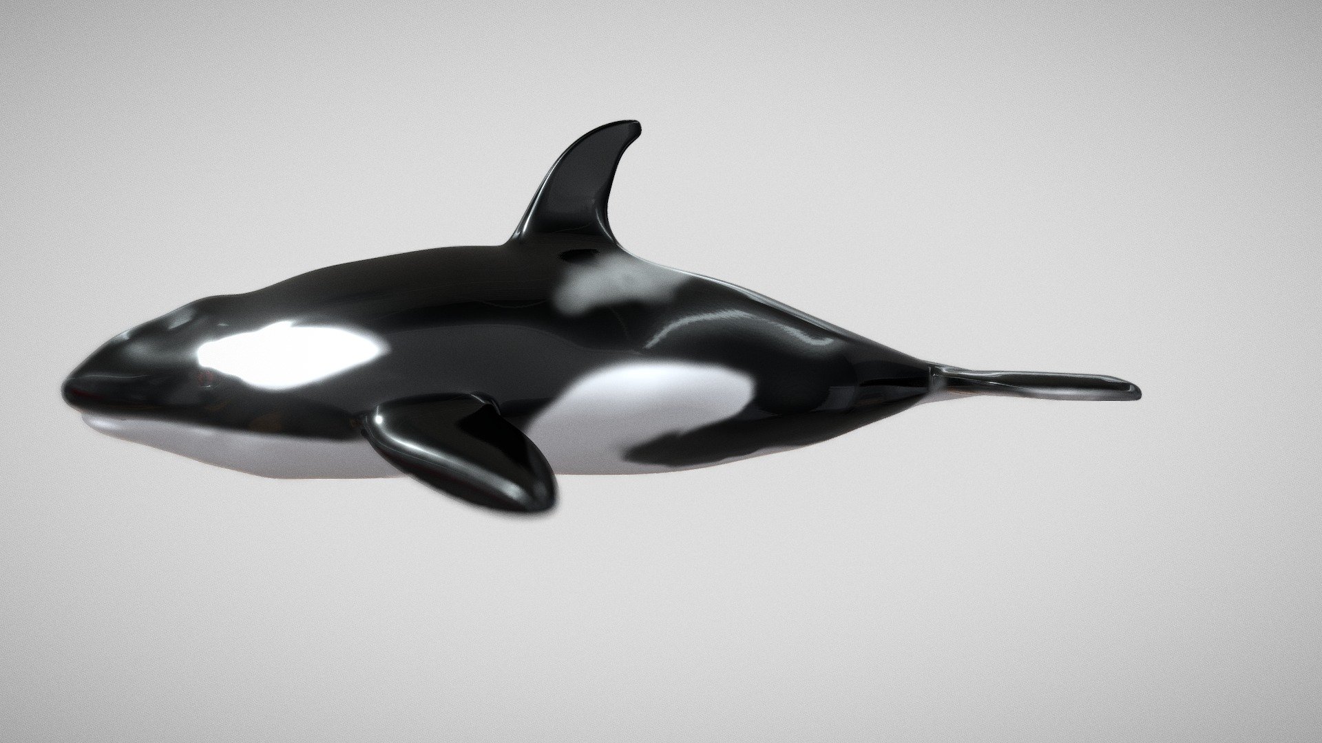 ORCA KILLER WHALE 3D MODEL حوت الأوركا - 3D model by CG RAMEZ (@cgramez) [6f5e42a] - Sketchfab