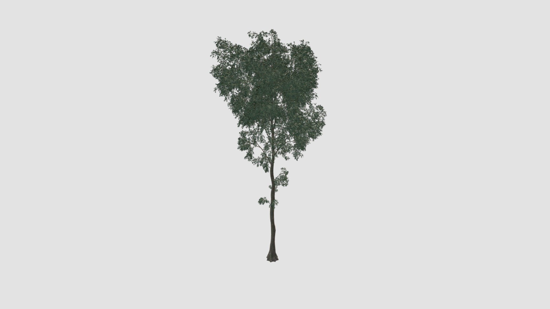 tree - Buy Royalty Free 3D model by Evermotion [6f60f75] - Sketchfab Store