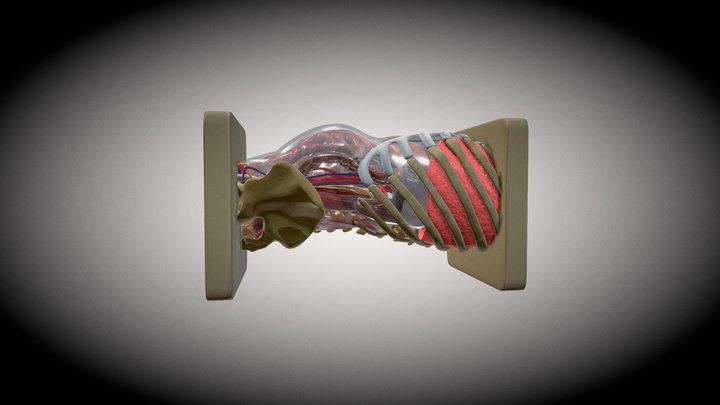 Peritoneum 3D models - Sketchfab