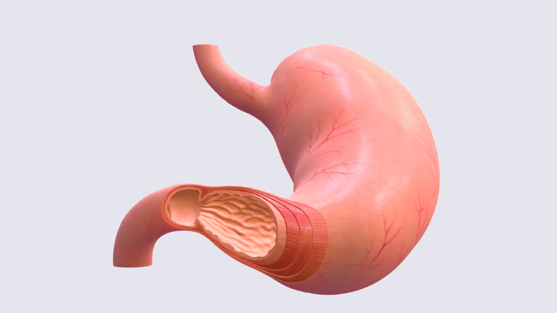 Human stomach - 3D model by Ellen Lever (@ellenlever_medicalart ...