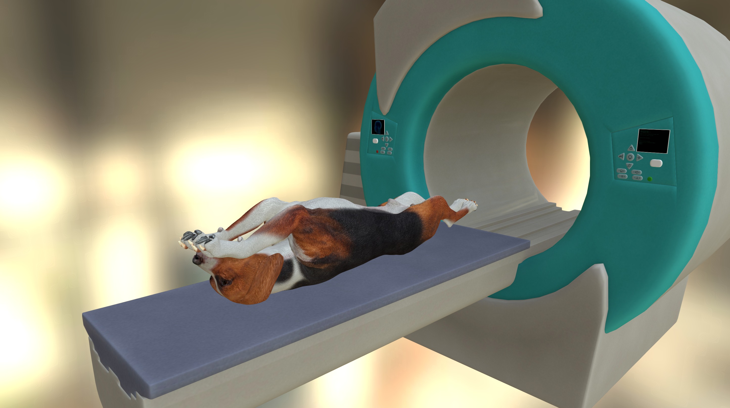 MRI Positioning - Abdomen, Pelvis, L Spine - 3D model by MRVets ...