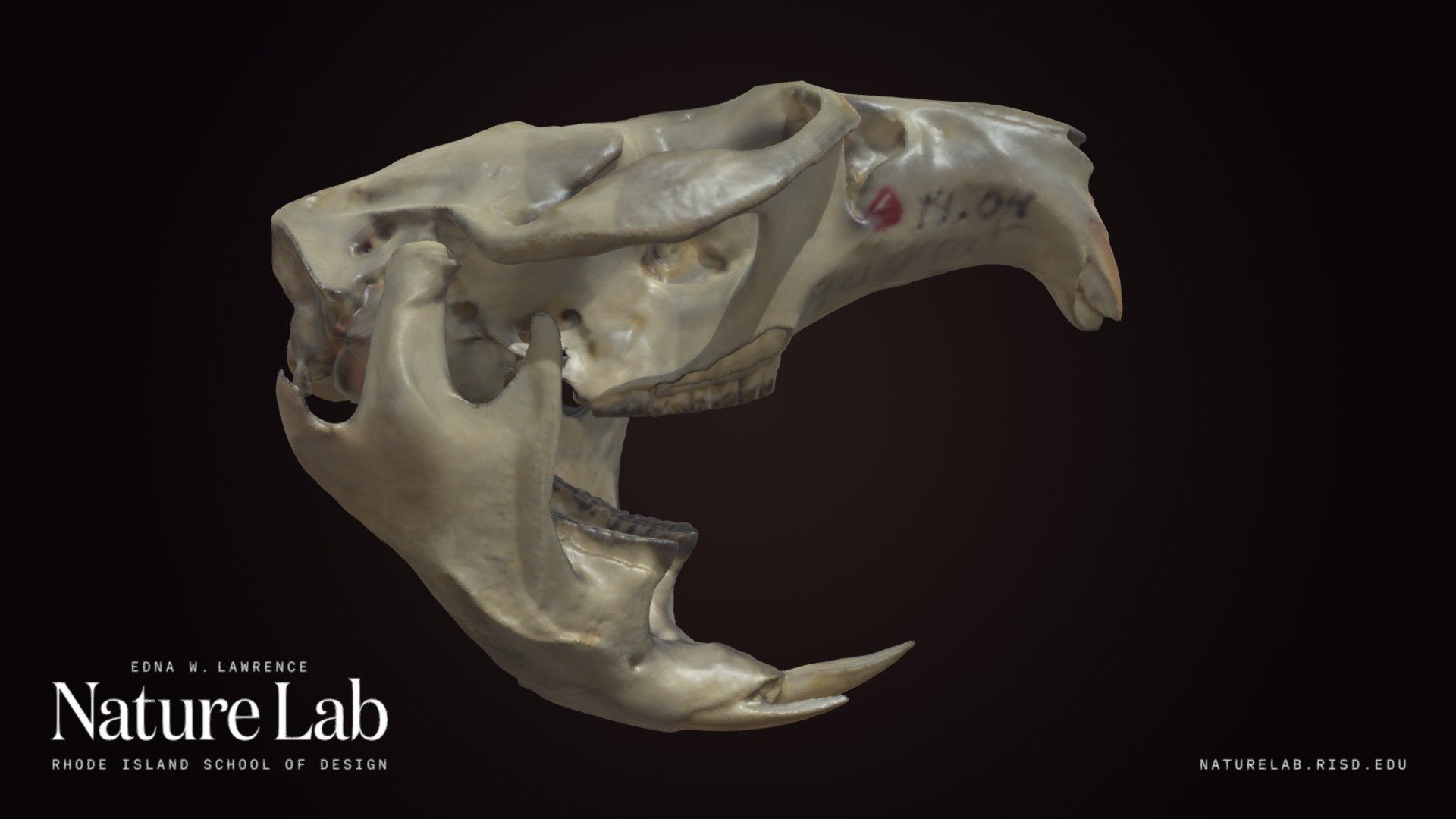 Muskrat Skull - Download Free 3D model by RISD Nature Lab ...