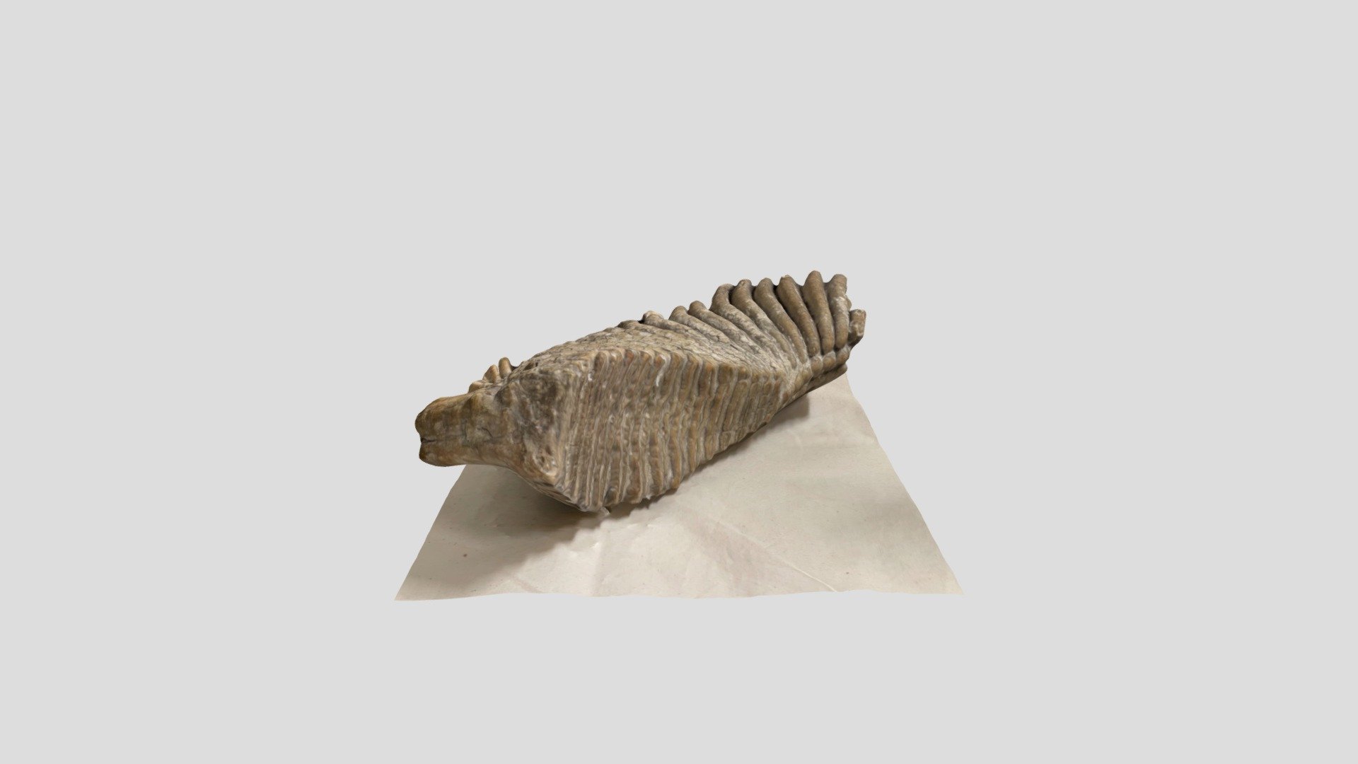 Yeah - Download Free 3D model by flintonplane [6f6f2b9] - Sketchfab
