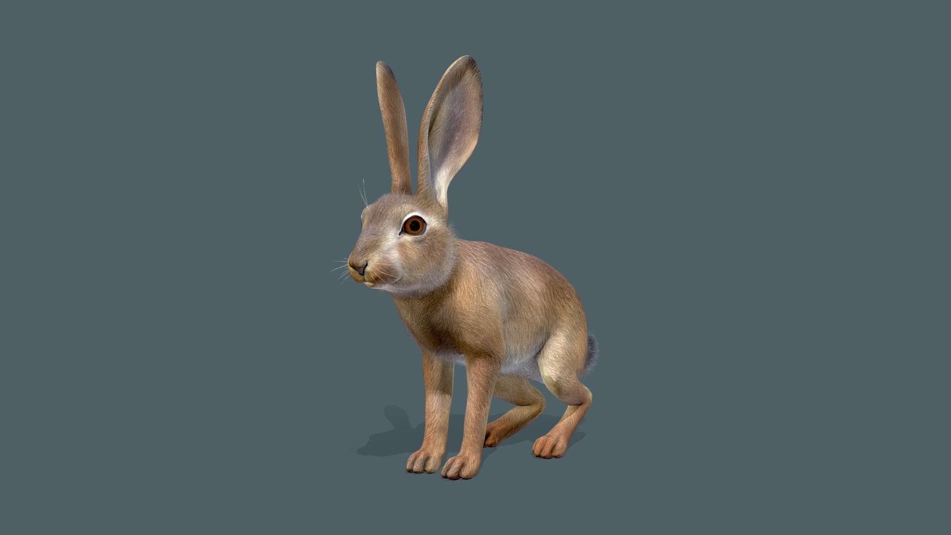 Hare - Young - Buy Royalty Free 3D model by RedDeer (@billl90) [6f70467 ...
