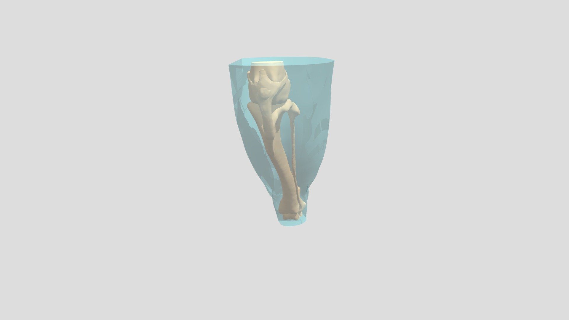 Canine Anatomy - Tibia And Fibula - 3D model by AUmedart [6f769ef ...