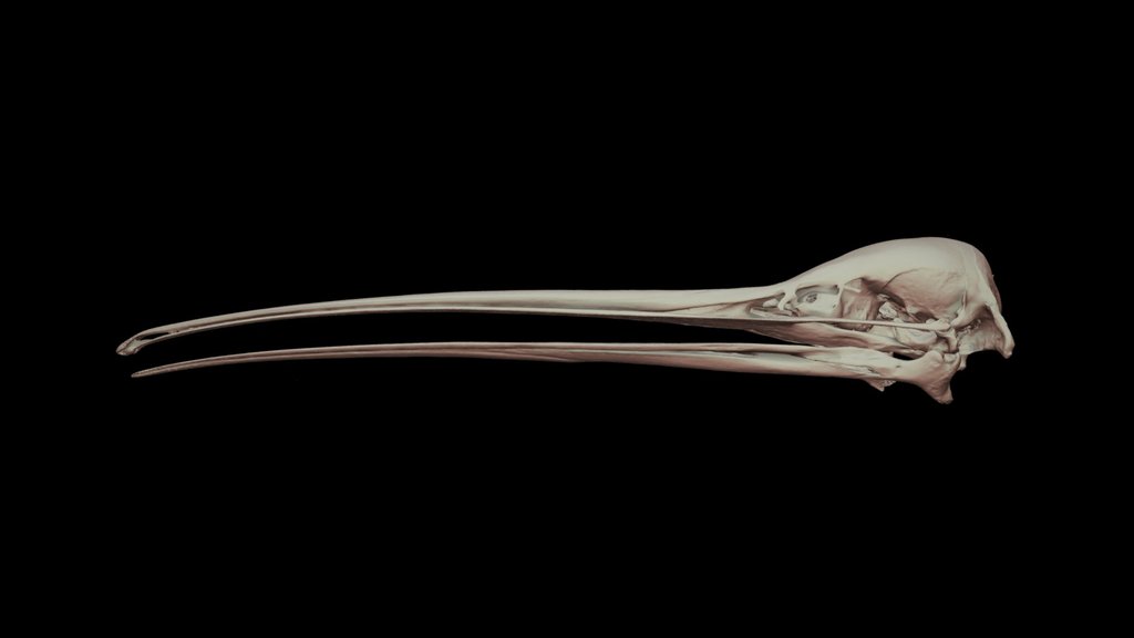 Bird reference - A 3D model collection by Rhinoartbeginner - Sketchfab
