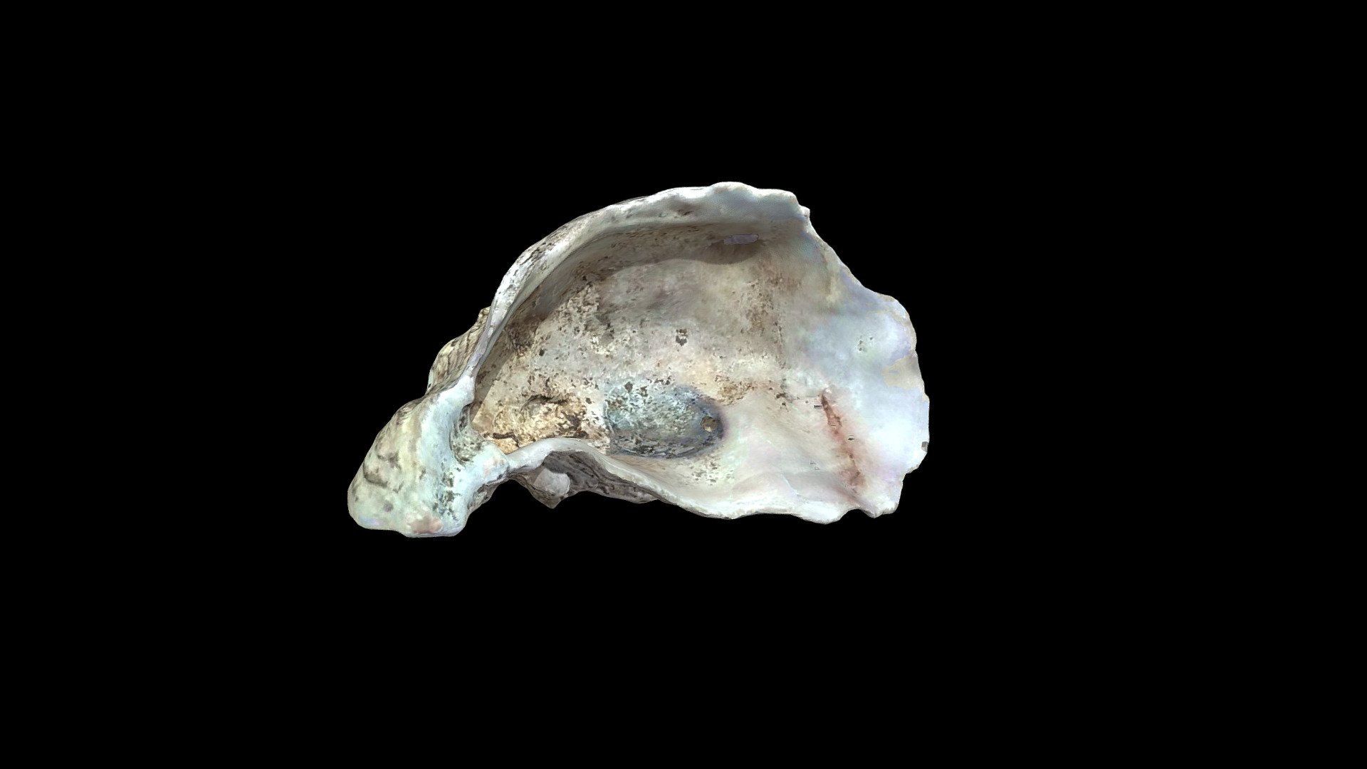 Shell 11 - Oyester - 3D model by Peter Nox (@Peter.Nox) [6f83615 ...