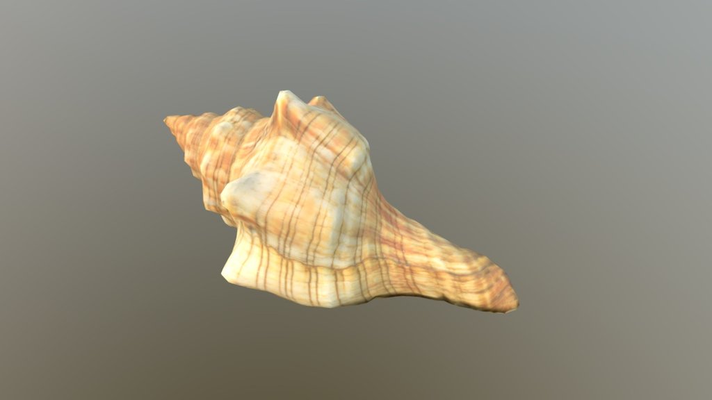 Seashell20 - 3D model by Mikołaj Spychał (@mikolajspy) [6f88183 ...