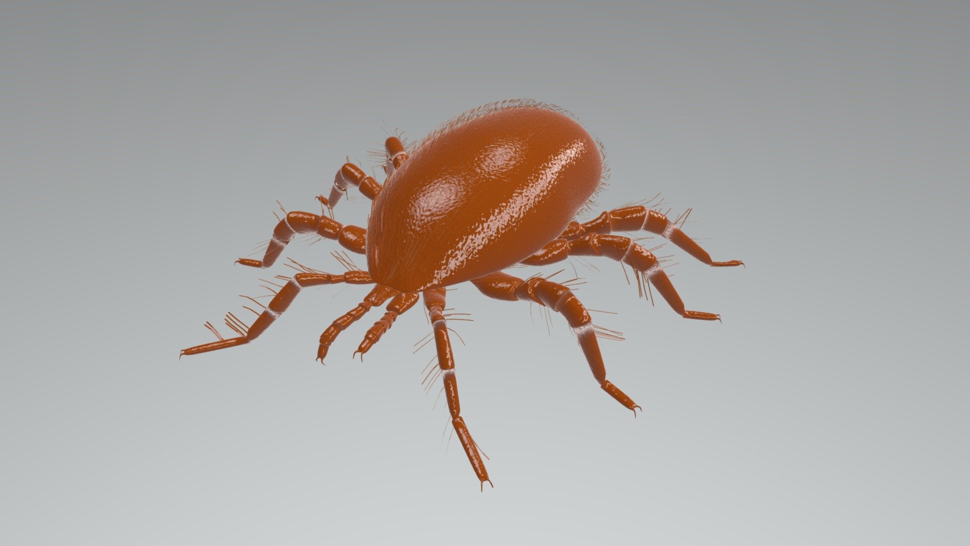 Tropilaelaps Mite - 3D model by Jonathan Wright (@Jonathan_Wright ...